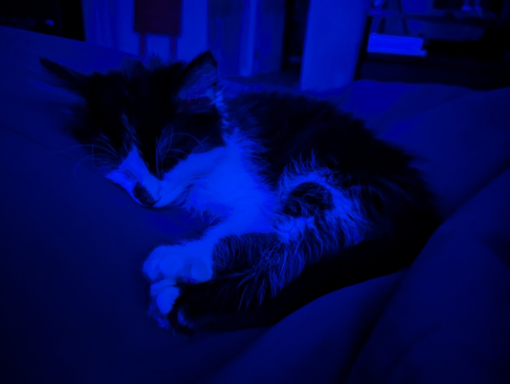 Tranic Witchy Dream Gwen (@KindlyWizard@girlcock.club) - Girlcock.club