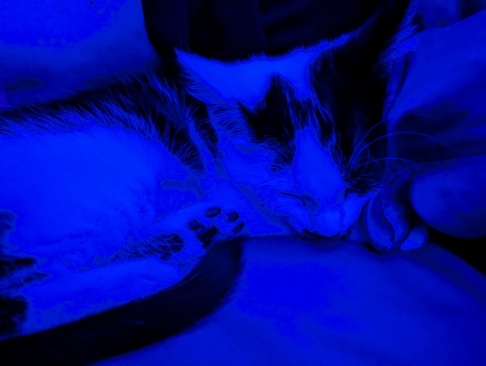 Tranic Witchy Dream Gwen (@KindlyWizard@girlcock.club) - Girlcock.club