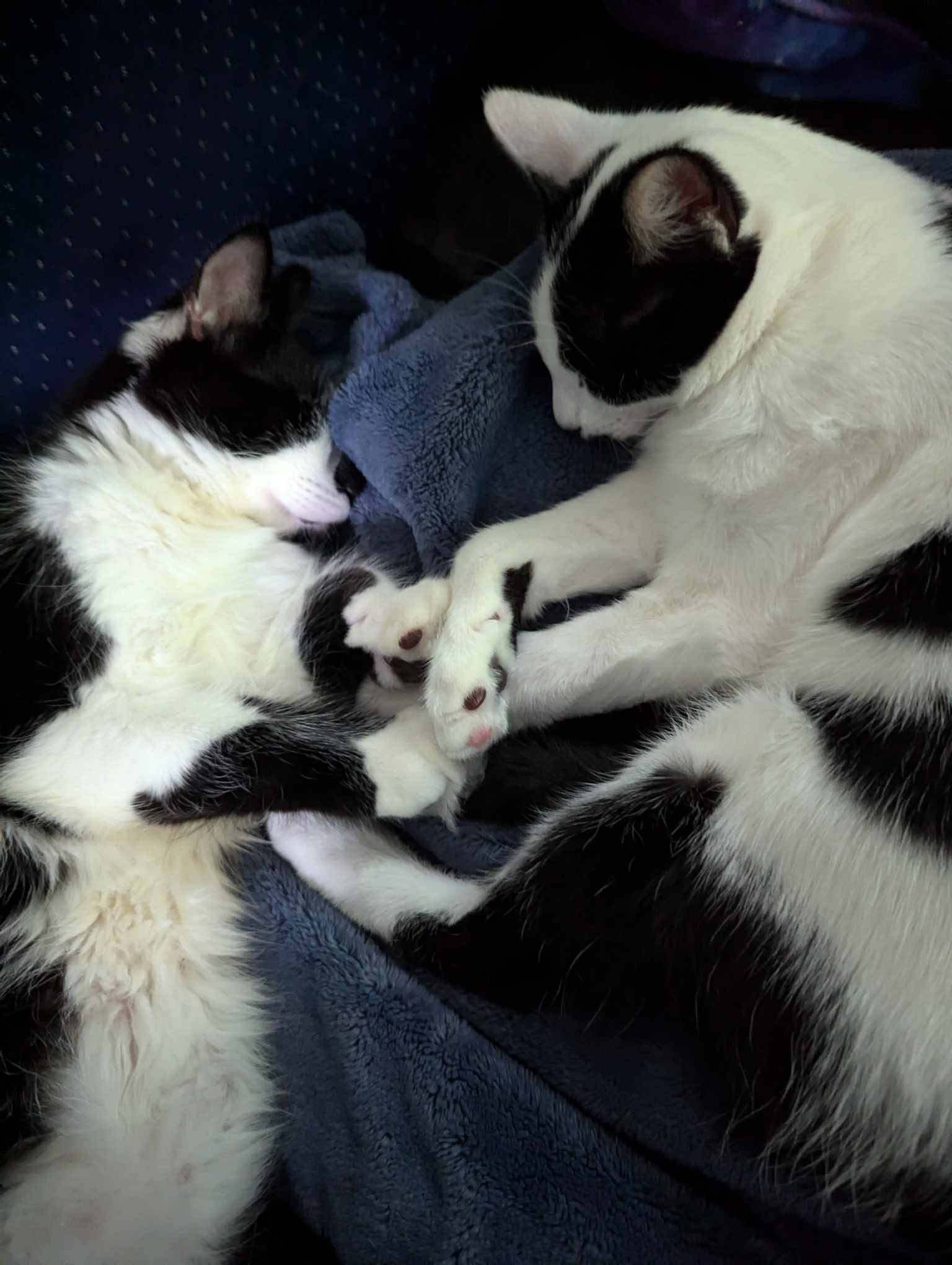 Gwen (Almond Joy->Mounds arc) (@KindlyWizard@girlcock.club) - Girlcock.club